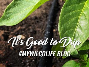 Shop Home, Backyard, Pet, Farm & Rural Lifestyle - Wilco Farm Stores