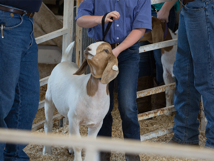 What Should You Have In Your Show Kit Wilco Farm Stores