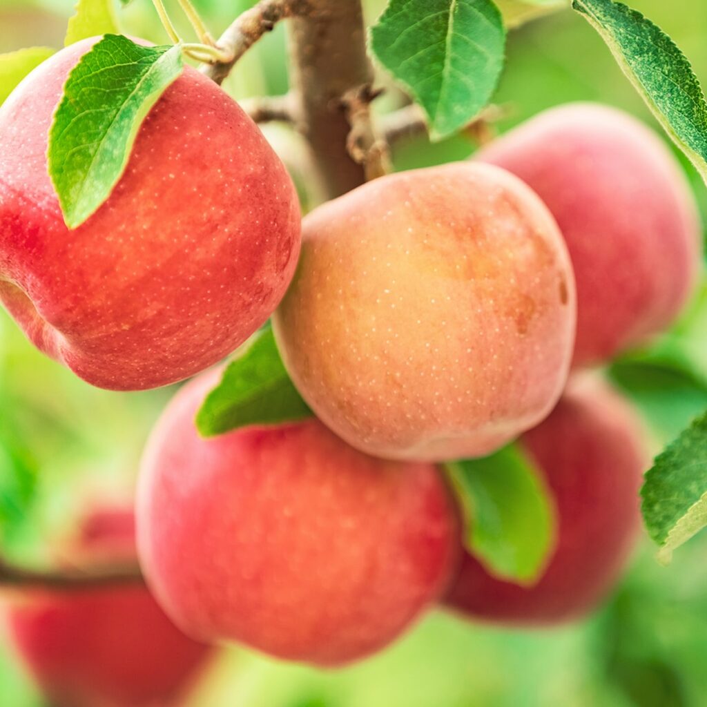 Garden Center - Wilco Farm Stores