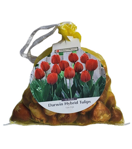 Netherland Bulb Company, Van Eijk Darwin H… s, 50 ct | Wilco