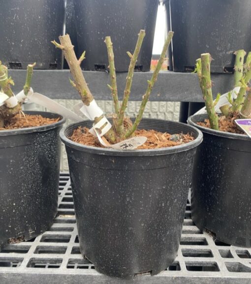 Weeks Roses, Ketchup & Mustard Floribunda Dormant Potted Rose - Wilco ...