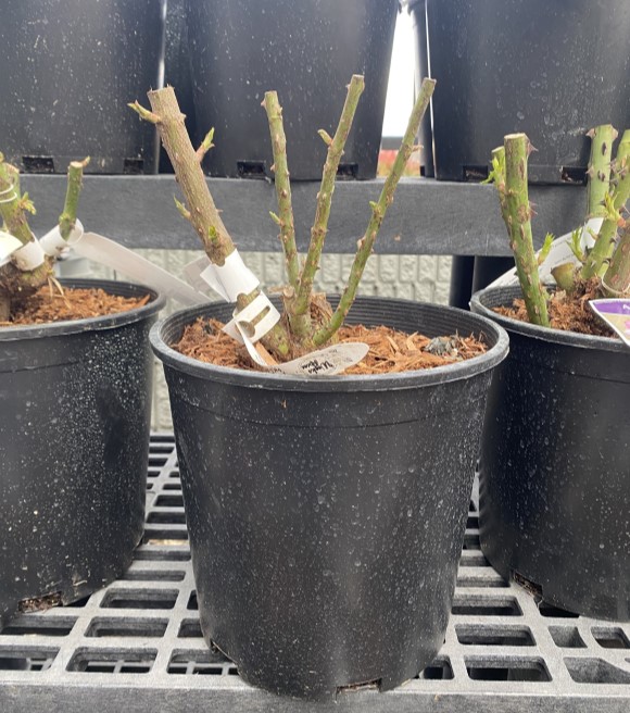 Weeks Roses, Angelic Veil Hybrid Tea Dormant Potted Rose - Wilco Farm ...