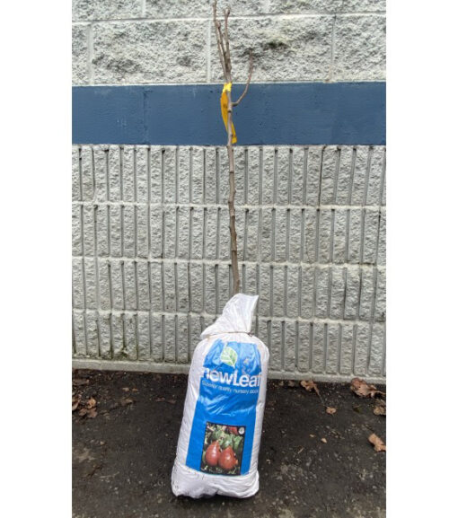 New Leaf, Semi Dwarf Rescue Pear Bare Root Tree | Wilco
