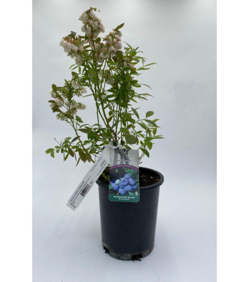 Alpha Nursery, Sunshine Blue Blueberry - Wilco Farm Stores