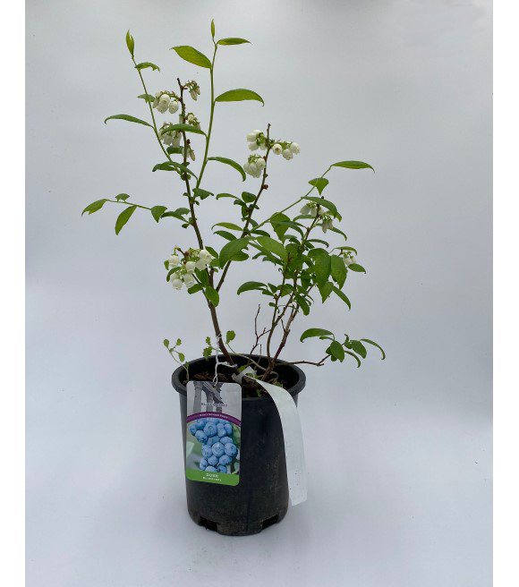 Alpha Nursery, Duke Blueberry - Wilco Farm Stores