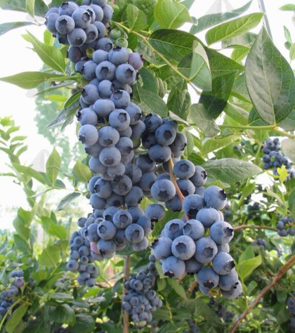 Alpha Nursery, Duke Blueberry - Wilco Farm Stores