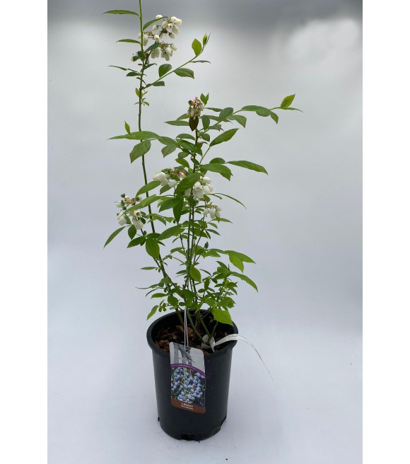 Alpha Nursery, Legacy Blueberry - Wilco Farm Stores