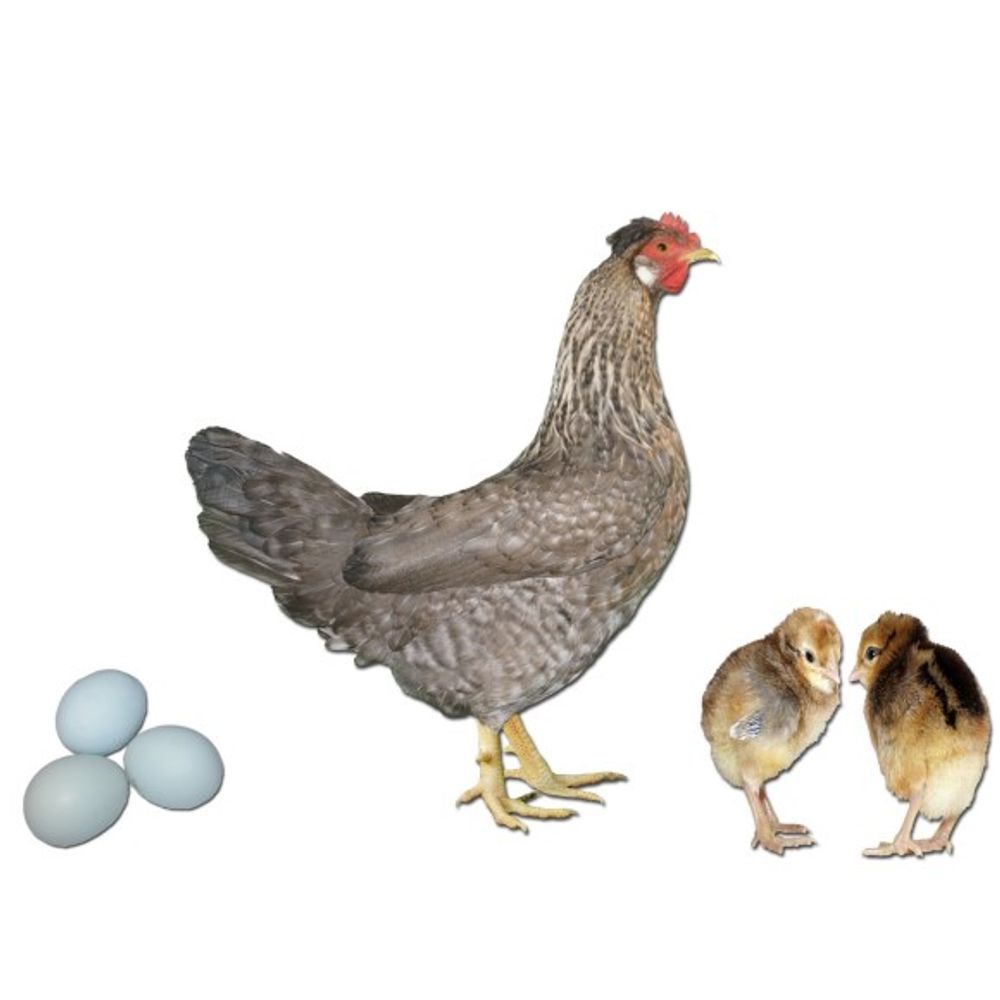 Cream Legbar Pullet | Wilco