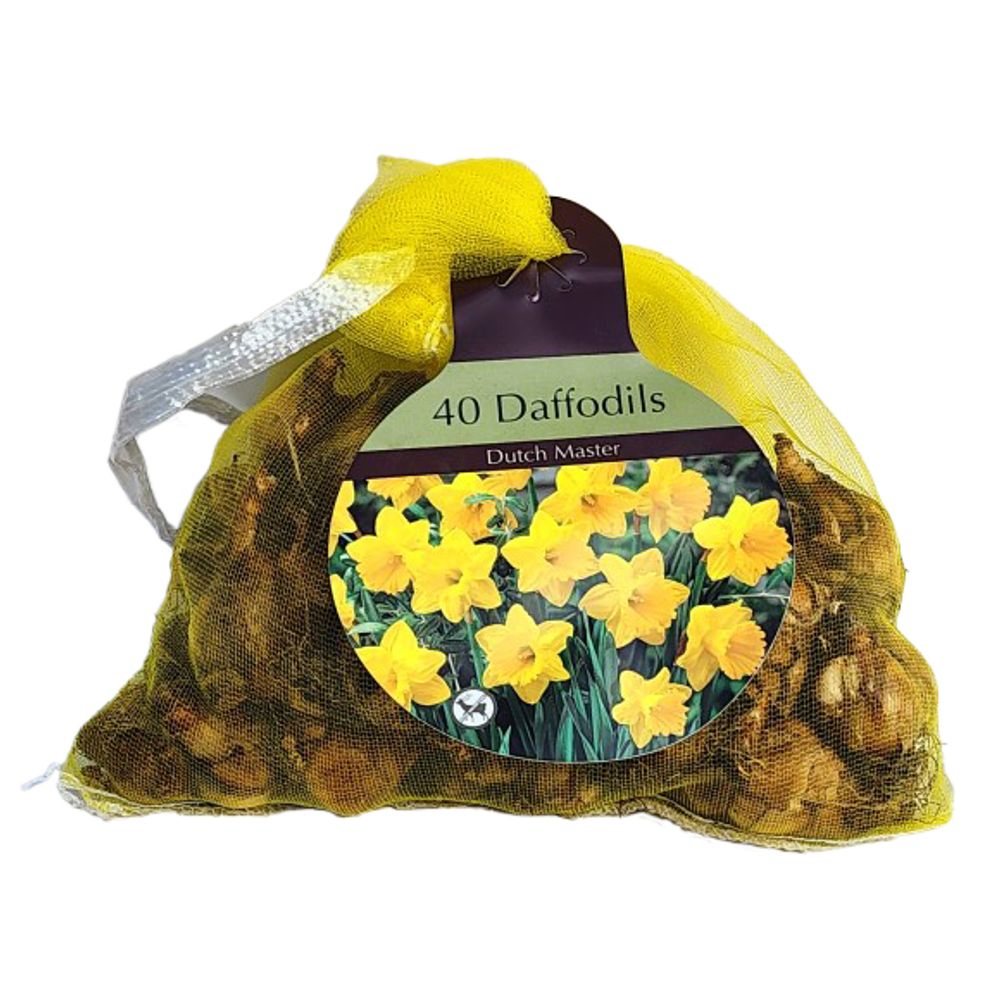 Netherland Bulb Company, Dutch Master Daff… s, 40 ct | Wilco