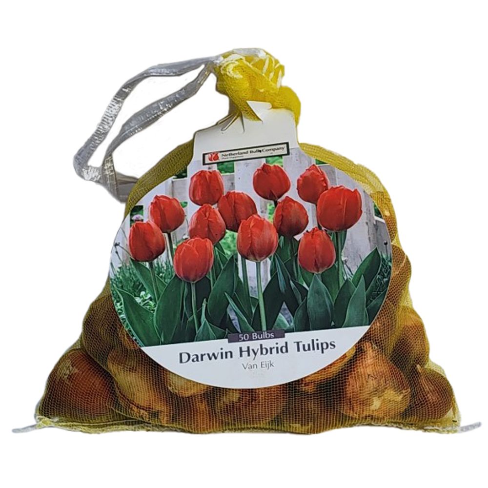 Netherland Bulb Company, Van Eijk Darwin H… s, 50 ct | Wilco