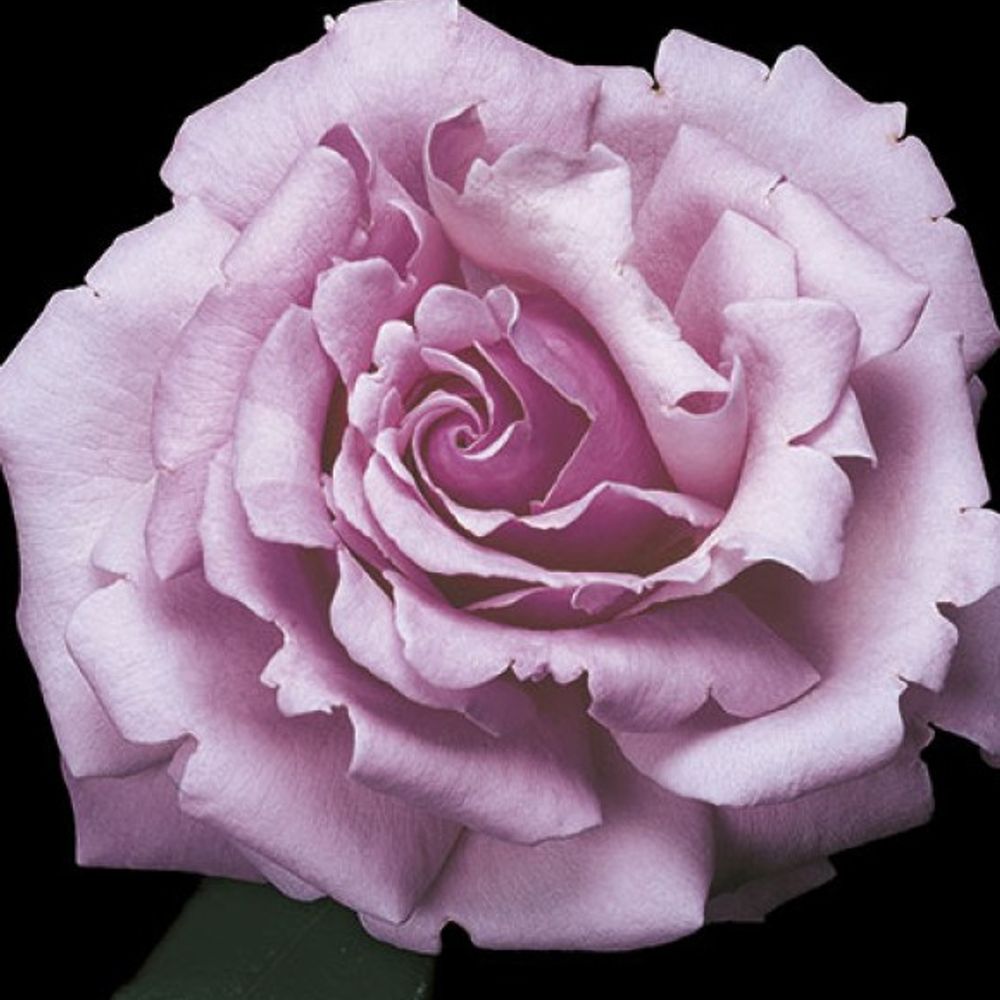 Weeks Roses, Memorial Day Hybrid Tea Dorma… ted Rose | Wilco