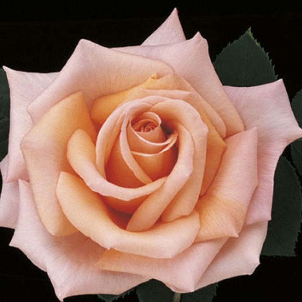 Weeks Roses, Sunset Celebration Hybrid Tea… ted Rose | Wilco
