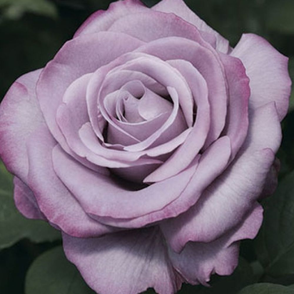 Weeks Roses, Neptune Hybrid Tea Dormant Potted Rose | Wilco