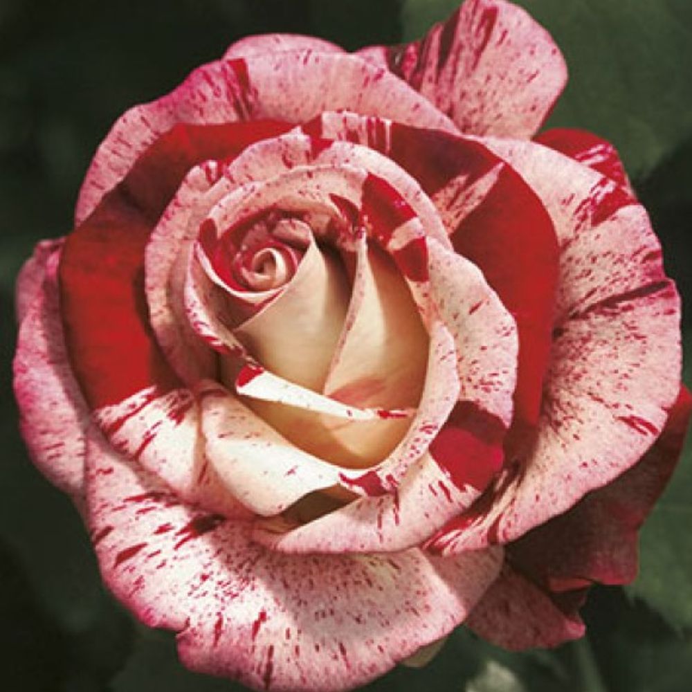 Weeks Roses, Rock & Roll Grandiflora Dorma… ted Rose | Wilco