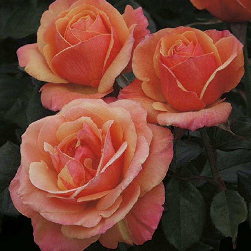Weeks Roses, Anna's Promise Grandiflora Do… ed Rose | Wilco