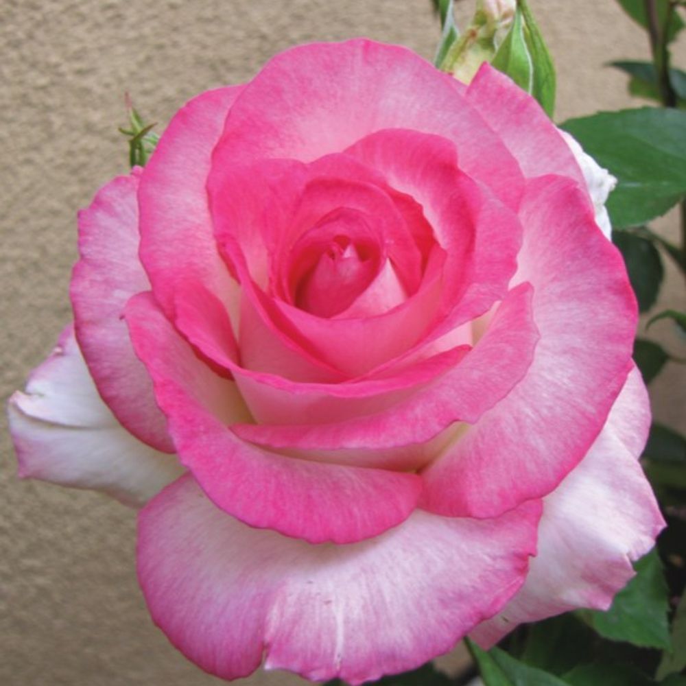 Weeks Roses, Angelic Veil Hybrid Tea Dorma… ted Rose | Wilco