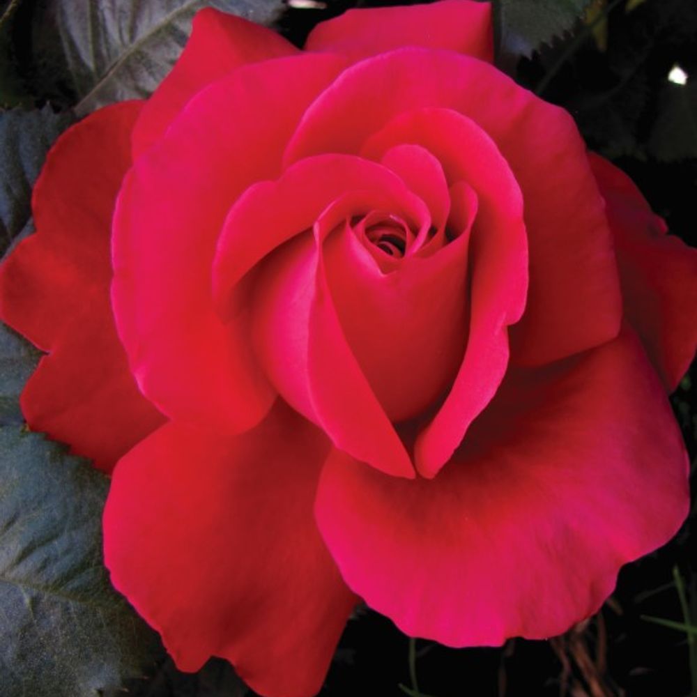 Weeks Roses, In Love Again Hybrid Tea Dorm… ted Rose | Wilco