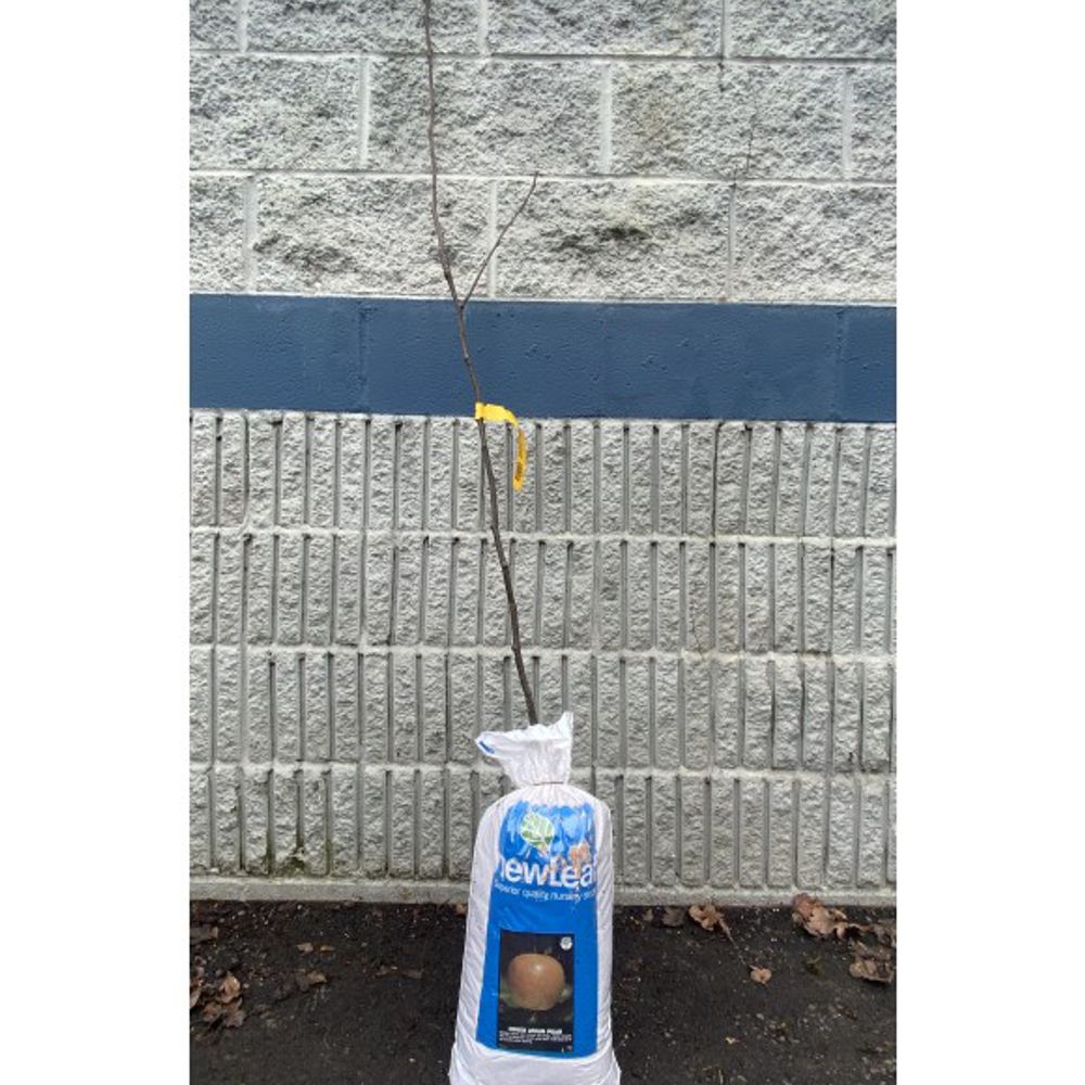 New Leaf, Housi Bare Root Asian Pear Tree | Wilco