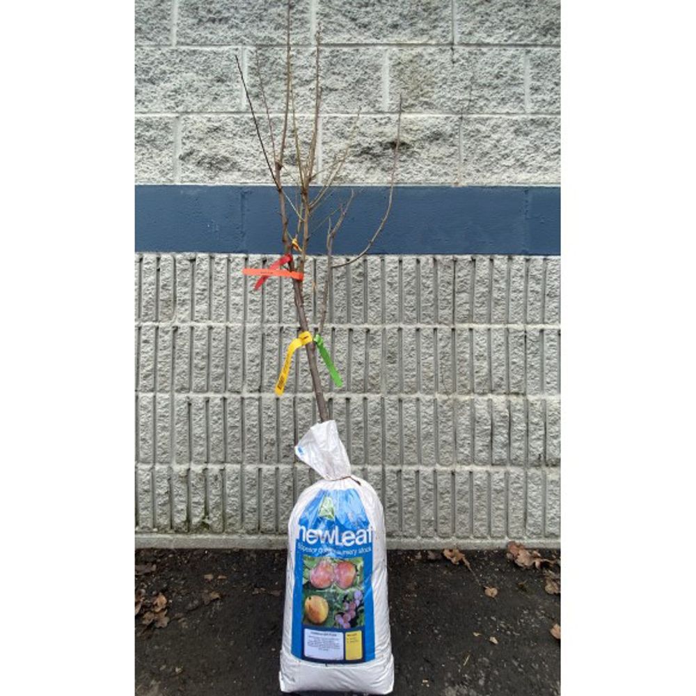 New Leaf, 3-in-1 Combination Plum Bare Root Tree | Wilco