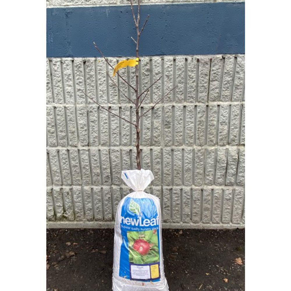 New Leaf, Red Mcintosh Apple Bare Root Tree | Wilco