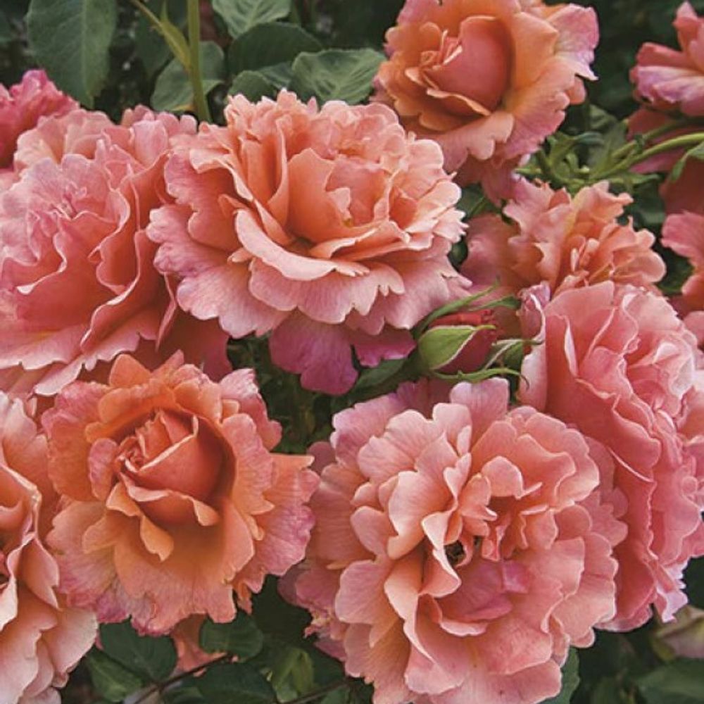 Weeks Roses, Easy Does It Dormant Potted Rose | Wilco